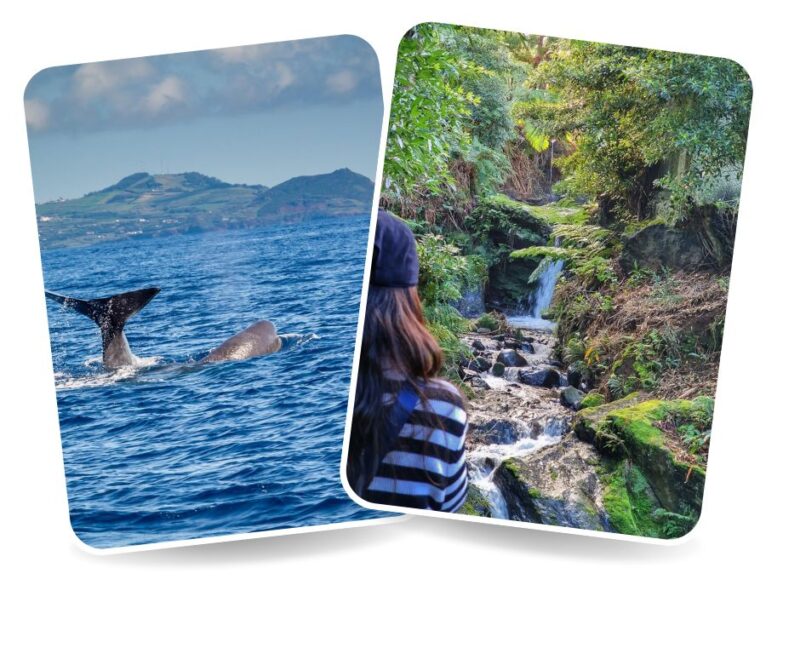 Terceira Tours Homepage - Terceira Island Tours